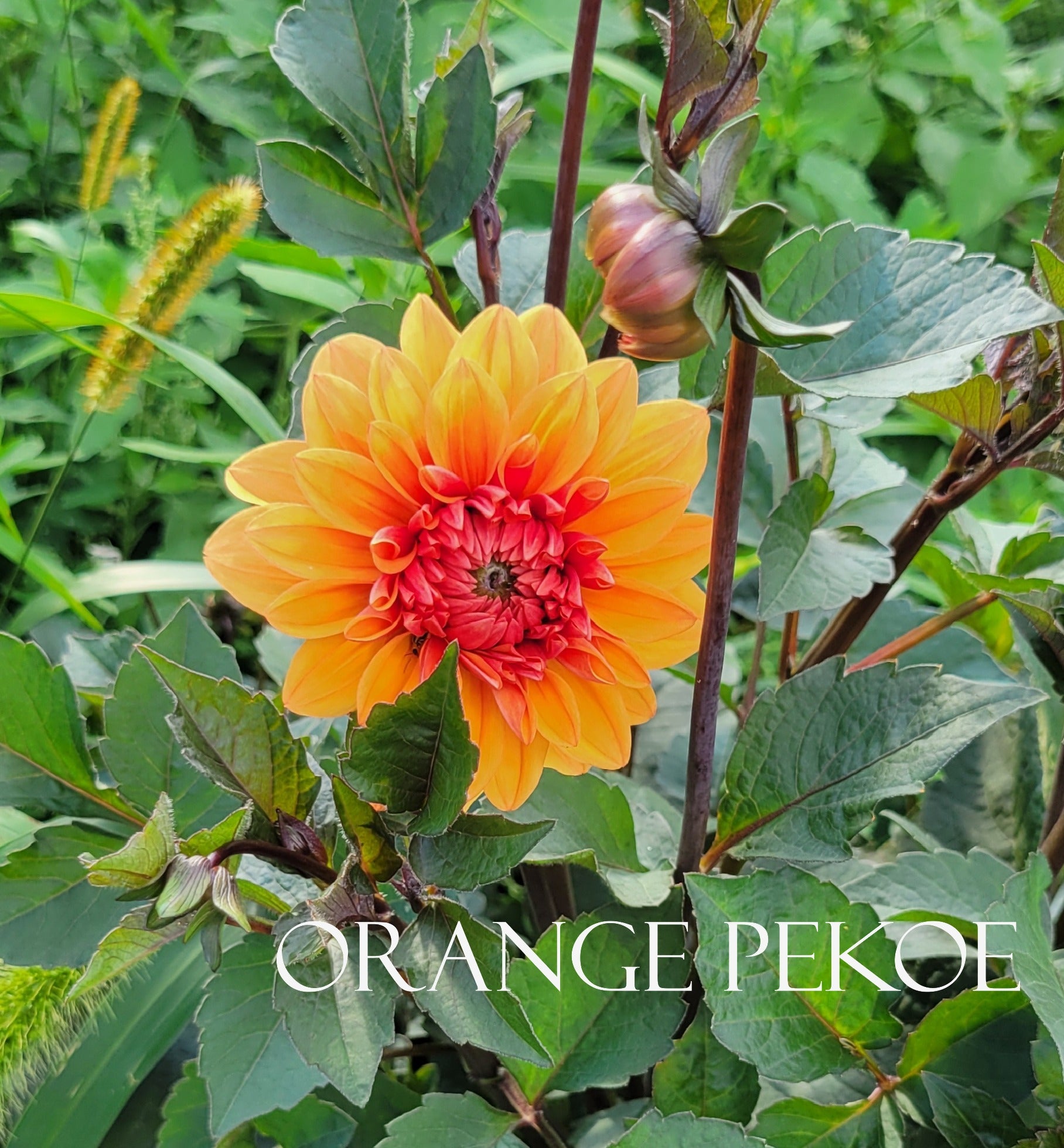 Orange Pekoe – Layton Produce Company